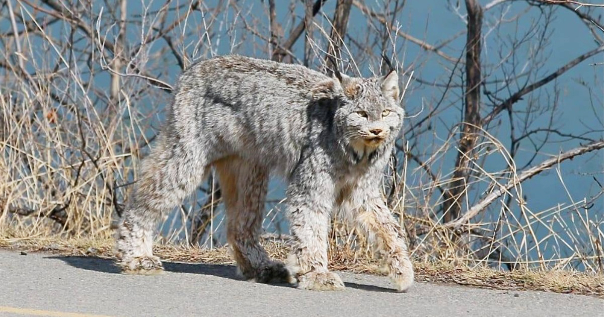 A majestic Lynx was calmly walking along the street in Canada! An ...