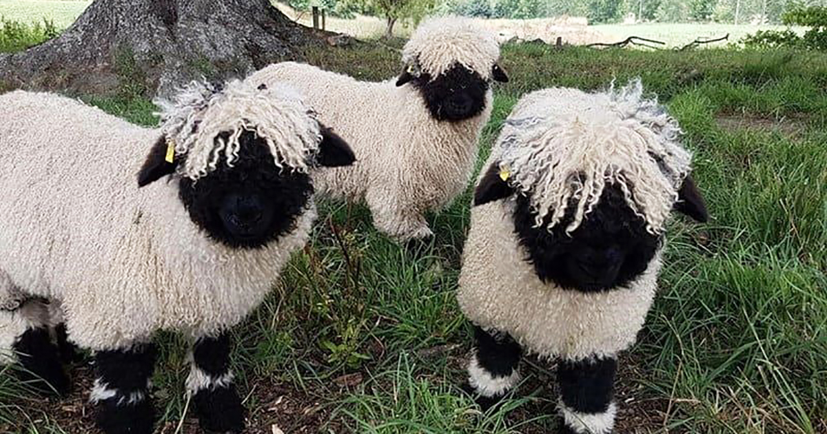 Meet The Valais Blacknose Sheep - the famous icons of Switzerland ...