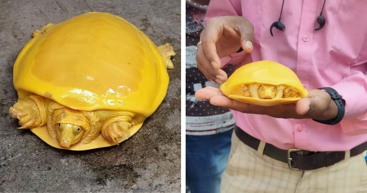 Rare golden-shelled tortoise was found in India - Everythingfun