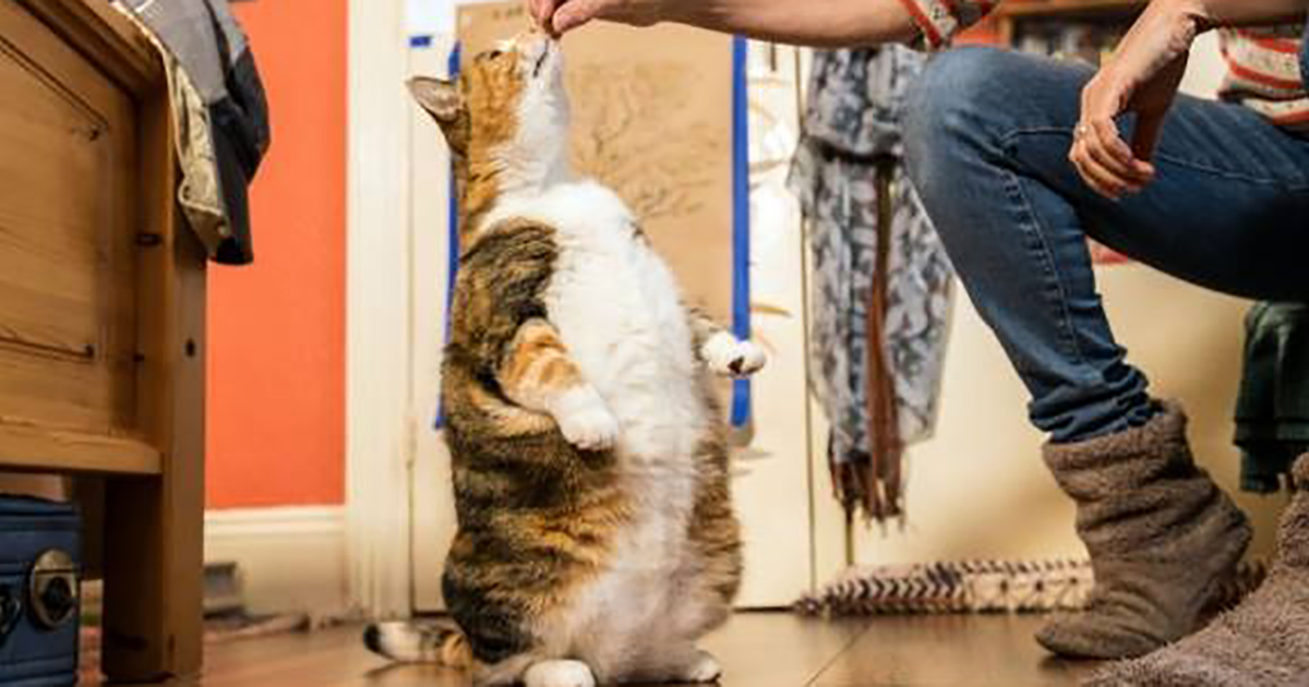 Overfed cat became slim and healthy again thanks to the care of her new ...