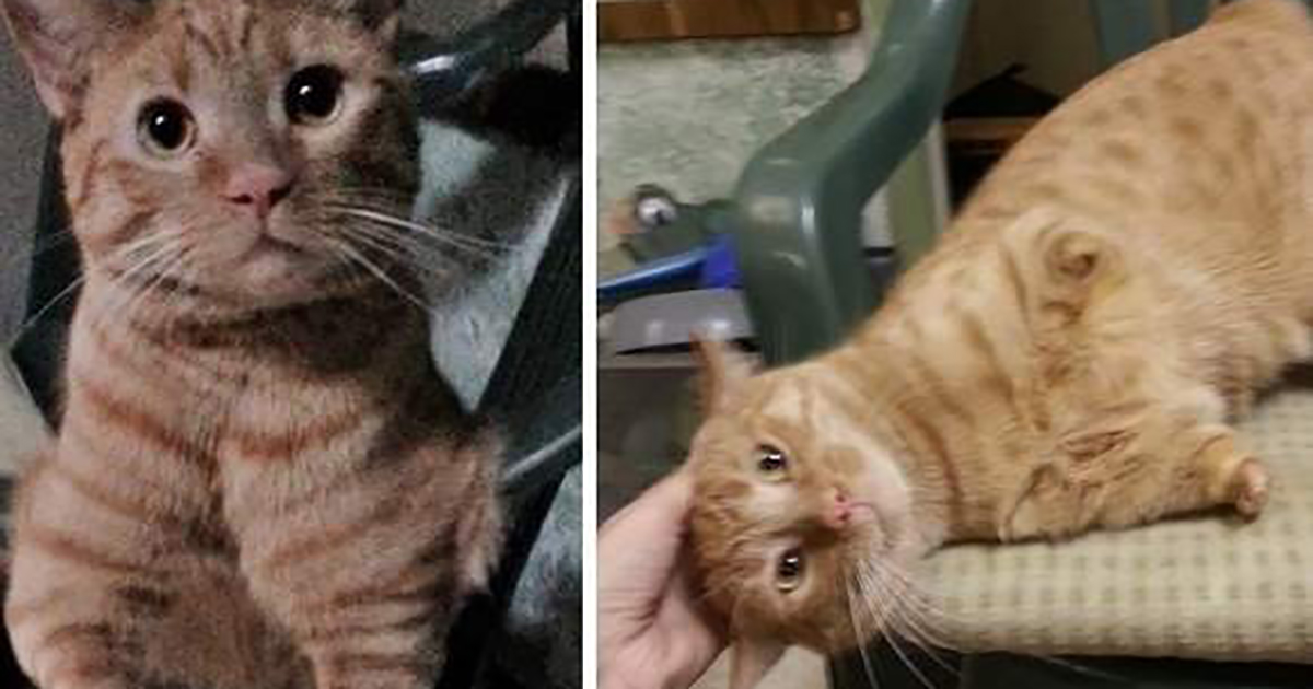 A cat born with two paws was saved from the streets in Arizona ...