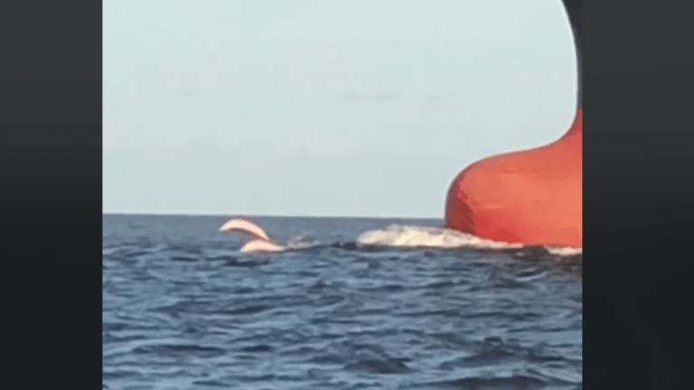 A rare pink dolphin was caught on camera in Louisiana River - Everythingfun