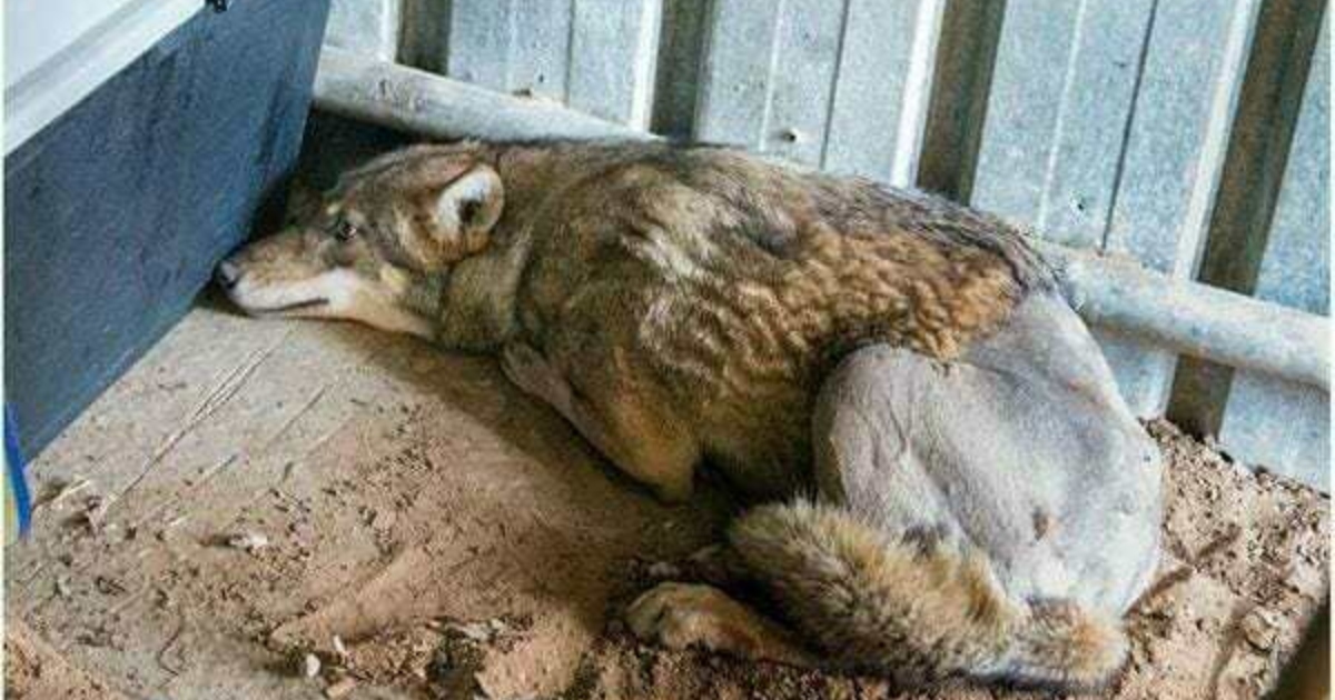 A wounded wolf was found near the road and was taken to a veterinarian ...