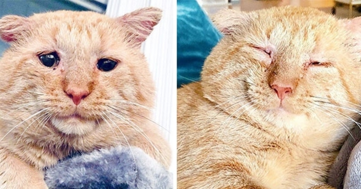 The story of Mr. Willis - the most unfortunate cat that became the ...