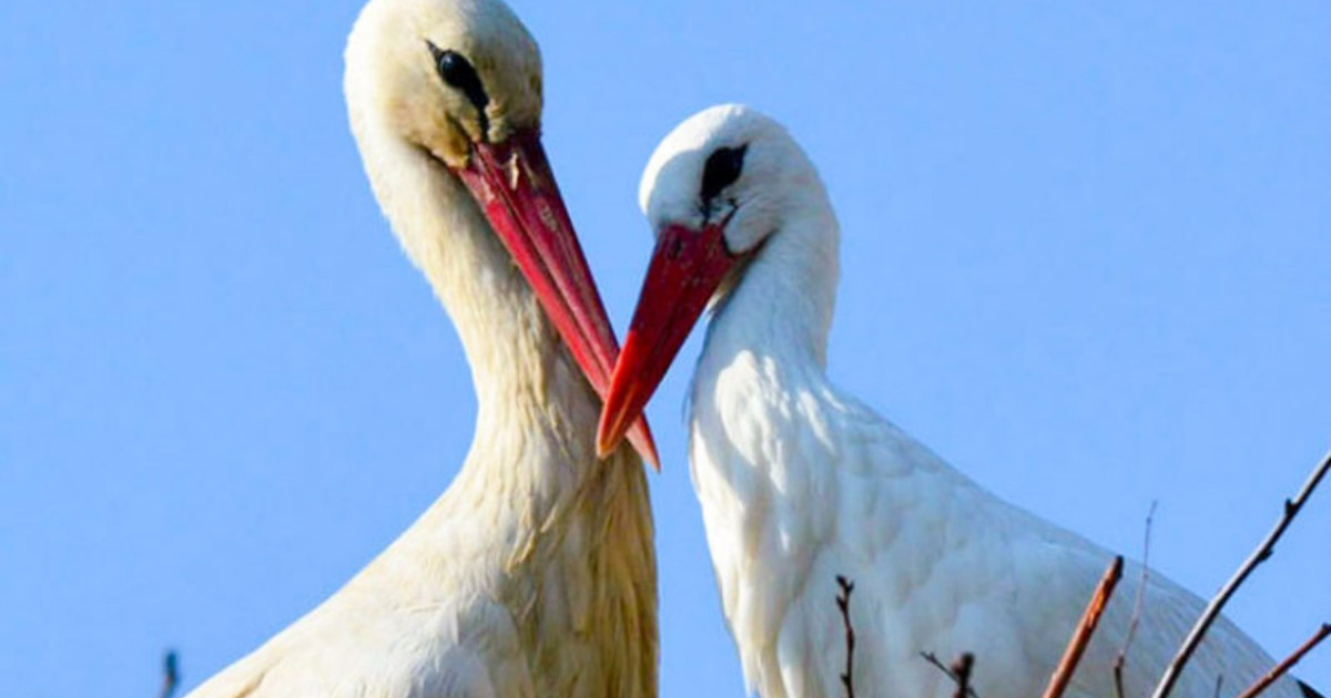 A faithful stork flies thousands of kilometers every year to see his ...