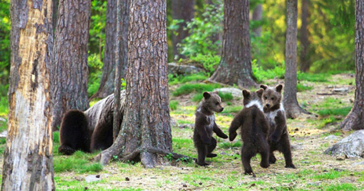 The Man Managed To Take Rare Pictures Of Dancing Bear Cubs Such An Amazing Sight Everythingfun