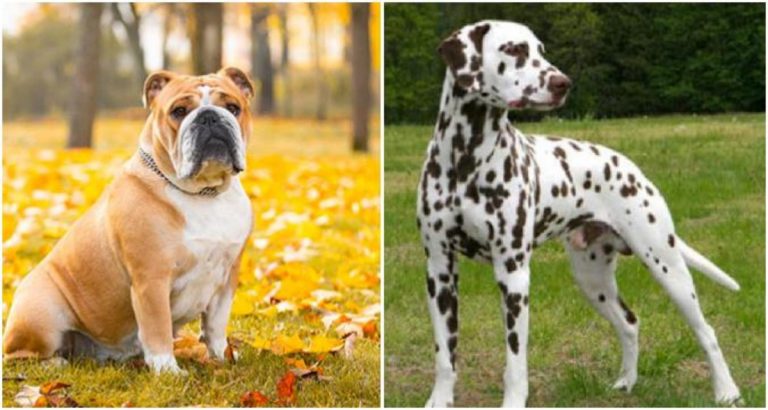 Look at the puppy that is a Bulldog/Dalmatian mix. He is just amazing ...