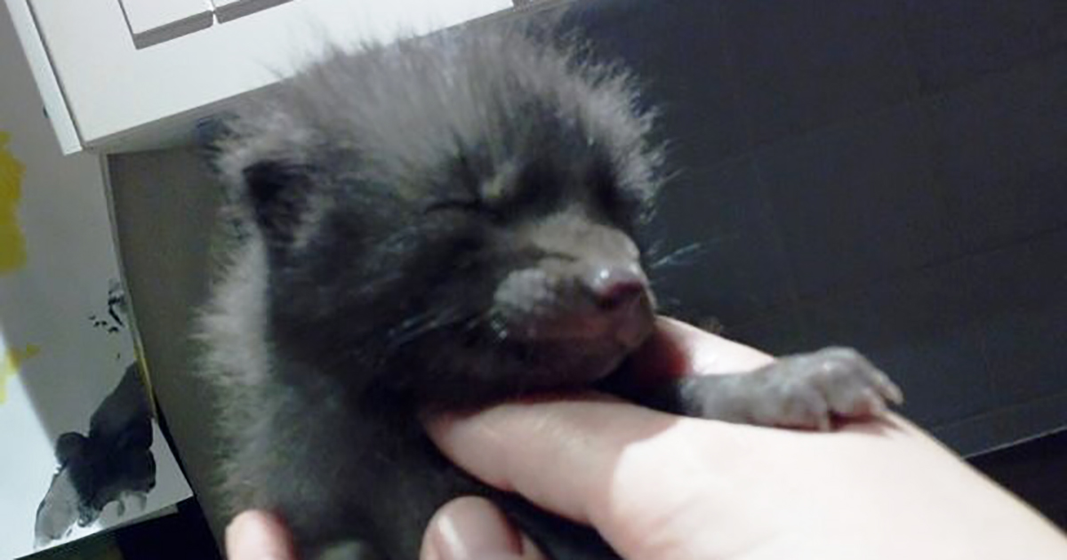 People thought they were saving a kitten but the cub turned out to be a ...