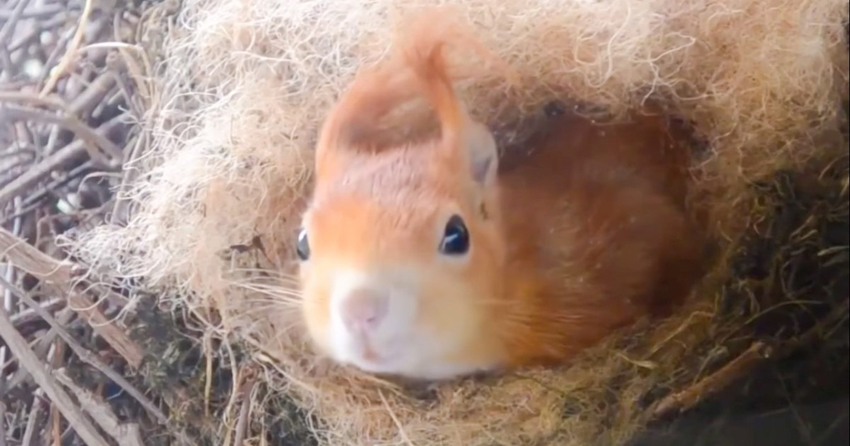 The squirrel made a nest right in front of this man's window. Now he ...
