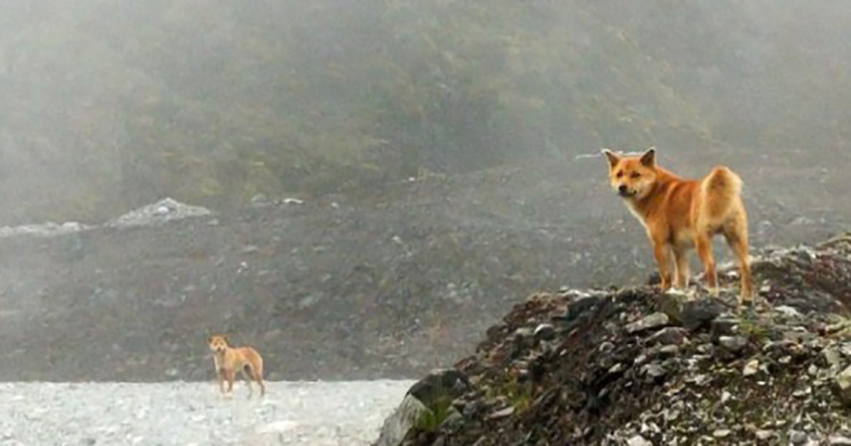 Representatives of a rare breed of dogs that was considered extinct ...