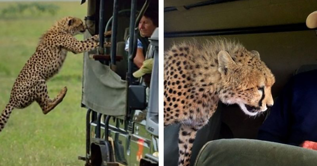 Huge wild leopard jumped into the tourist van during a ride in Kenya ...