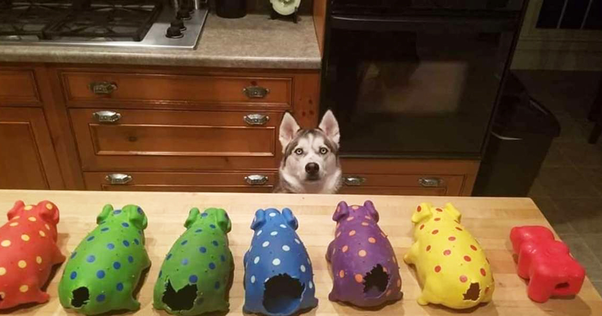 The secret of the dog that ripped off the tails of every pig toy he was ...