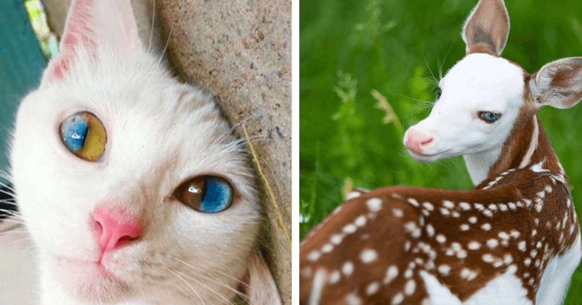 16 very unusual animals that amaze us with their unreal beauty ...