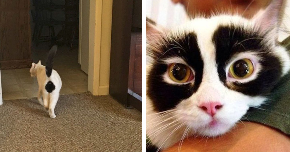 12 photos of cats with funny coloration that will definitely make your ...