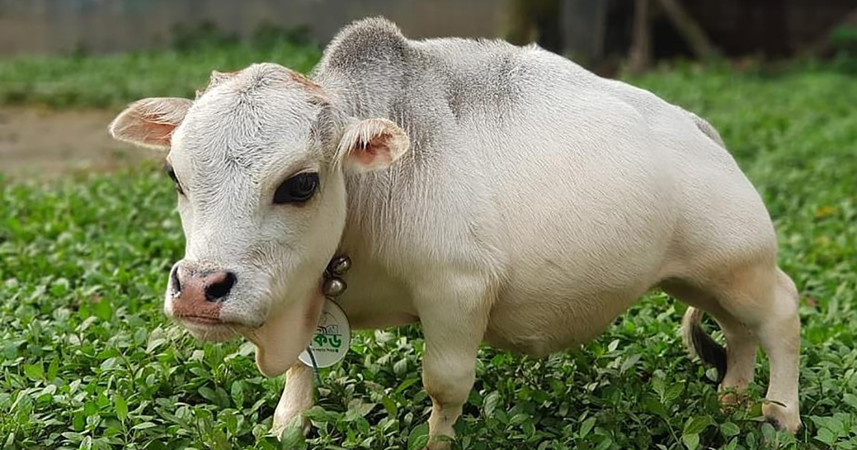 Meet Rani - the smallest cow in the world! - Everythingfun