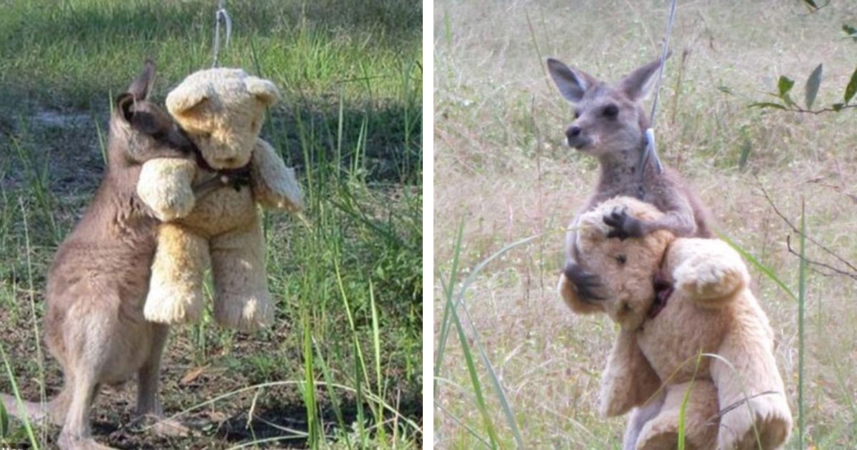 Orphaned baby kangaroo just wants to hug his teddy bear... - Everythingfun
