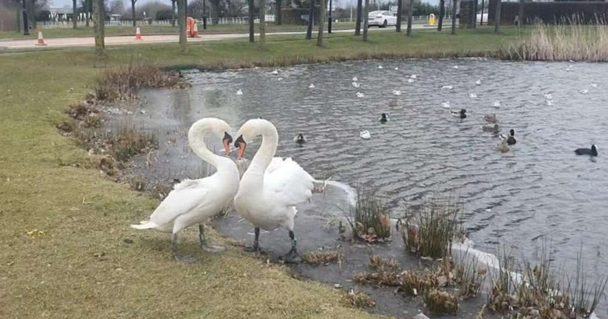 The story of two inseparable swans! - Everythingfun