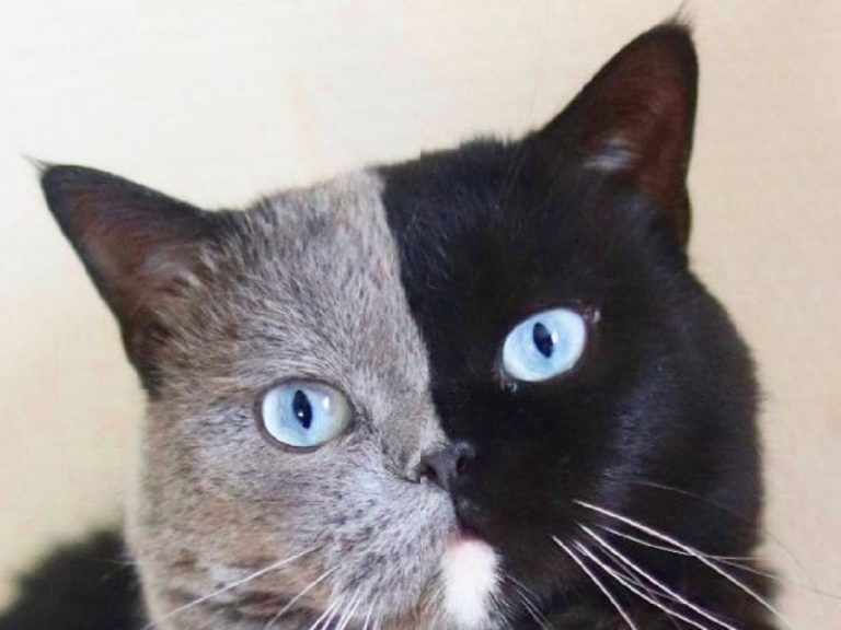 Meet Narnia, a unique cat with 2 dissimilar colors in the muzzle ...