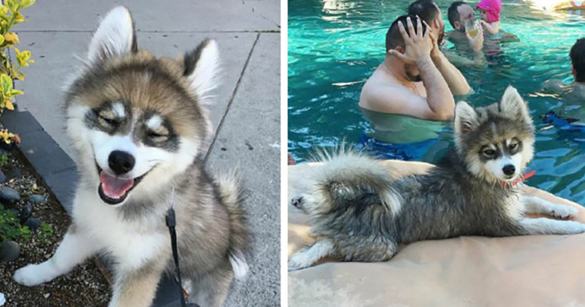 This super adorable and sweet Pomsky pup will definitely steal your ...