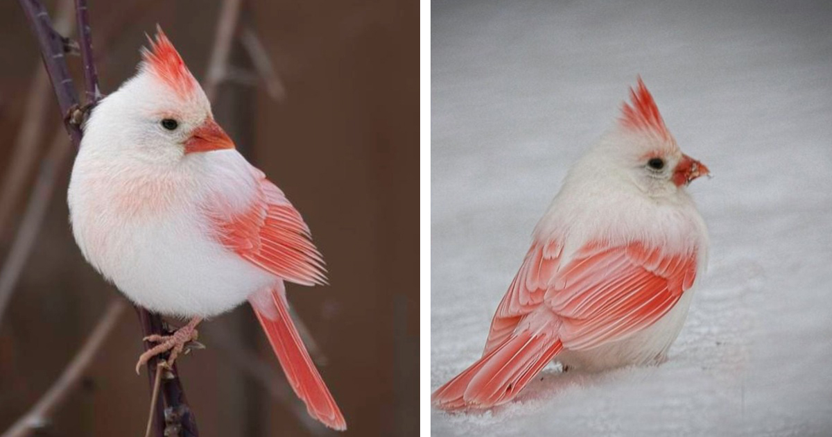 Extremely rare white cardinal spotted in Tennessee - Everythingfun