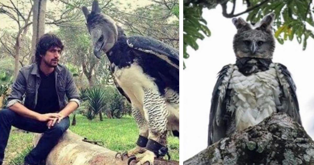 The giant Harpy Eagle looks like a man wearing a costume of a bird ...