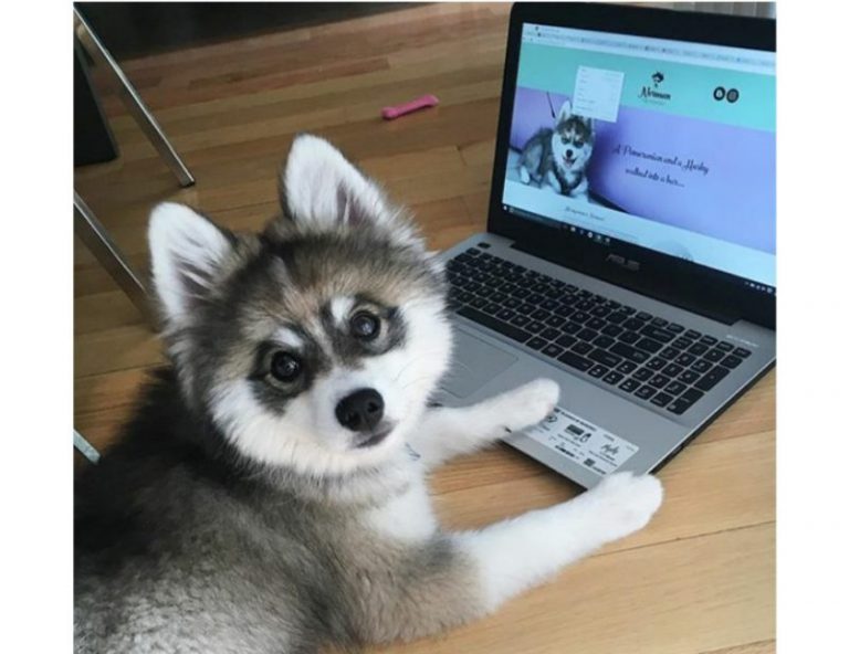 This super adorable and sweet Pomsky pup will definitely steal your ...