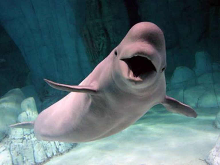 A white whale rescues a drowning diver from an icy pool! - Everythingfun