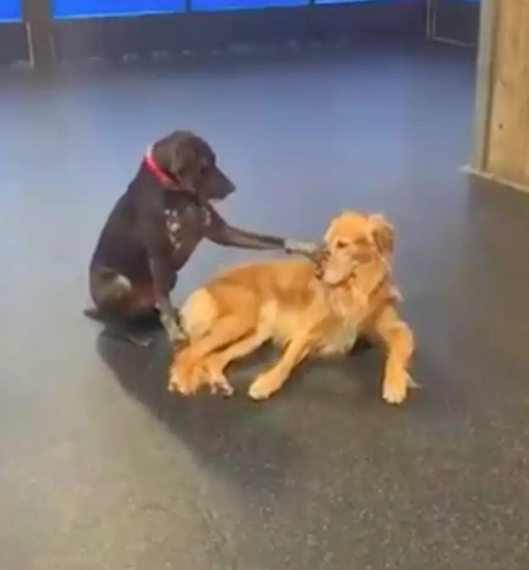 Dog Can t Keep Her Paws Off Other Pups Everythingfun dog-can-t-keep-her-paws-off-other-pups-everythingfun