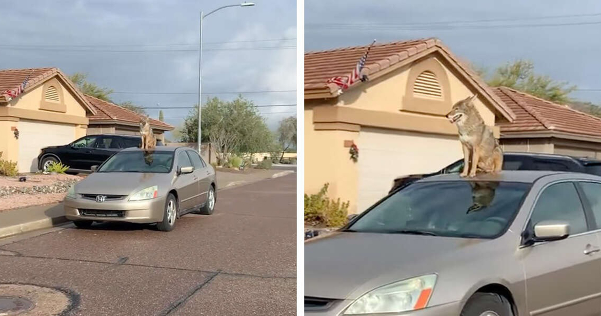 Woman Spots Someone Wild Sitting On Top Of A Car. What She Finds Out Is ...